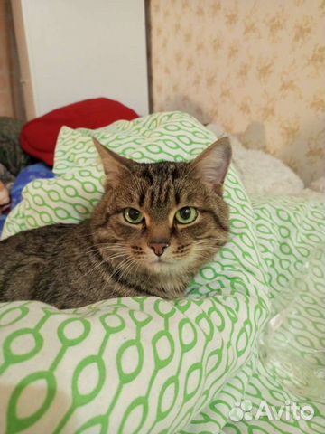 Кот