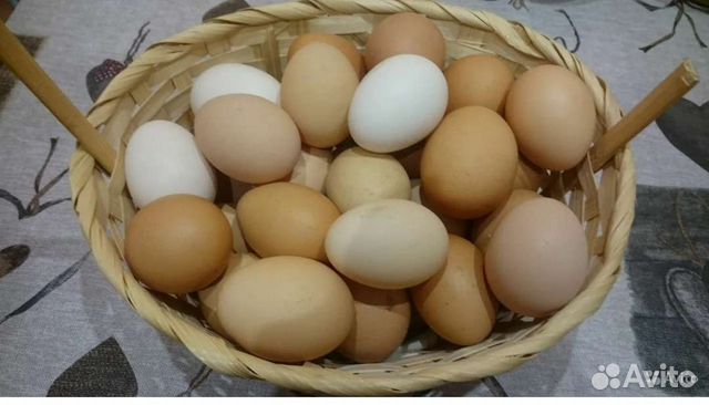 Инкубационное яйцо несушки