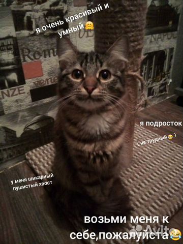 Кошки в добрые руки