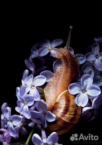 Улитки ахатины