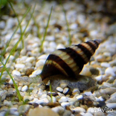 Улитка Хелена