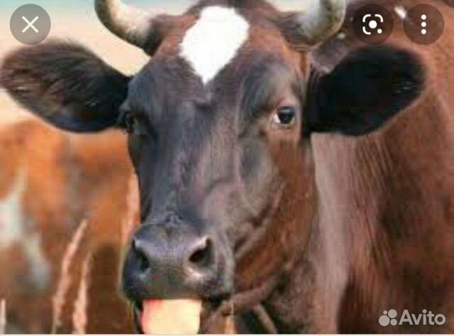 Коровы телята