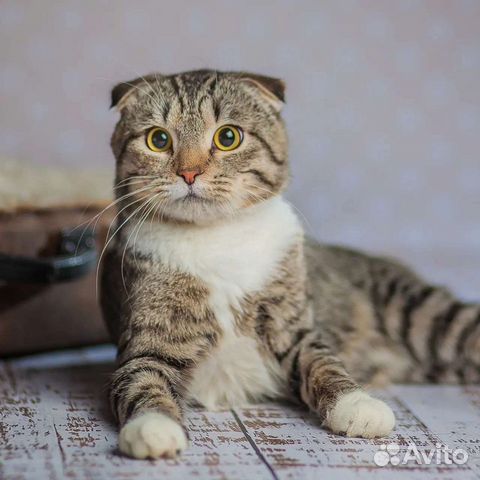 Вислоухий кот Шарль в добрые руки