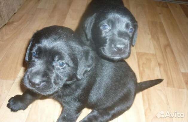 Щенки
