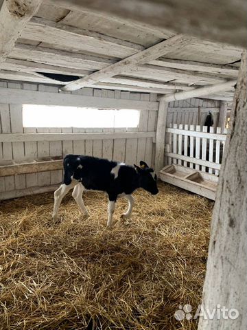 Бычки телята