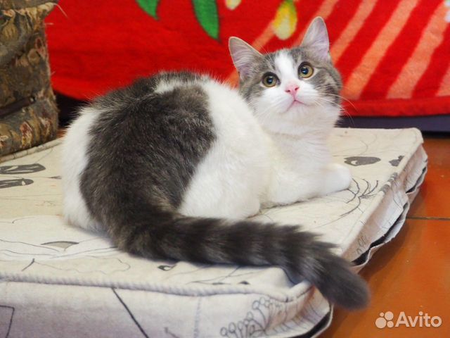 Котенок, девочка, 6 месяцев