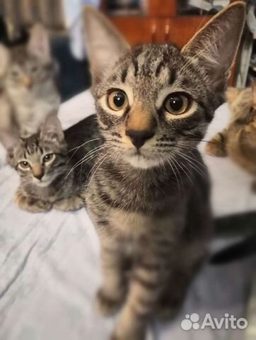 Котята в добрые руки бесплатно