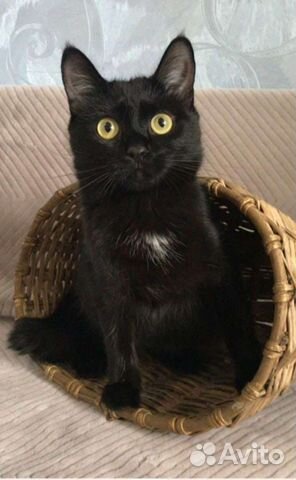 Кошки бесплатно
