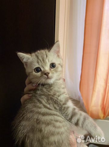 Британский котенок