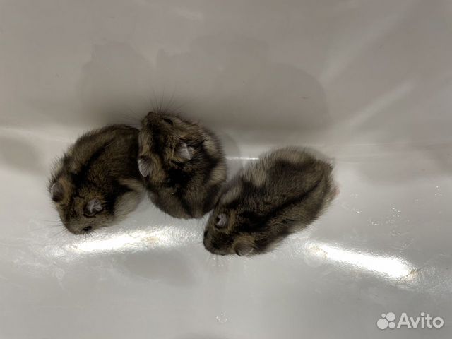 Джунгарские хомячки 1 месяц