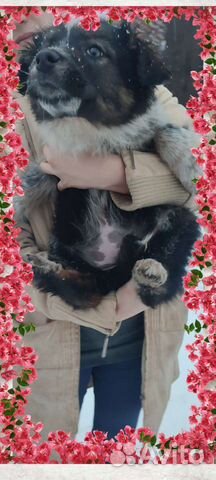 Щенки от коротколапой собачки