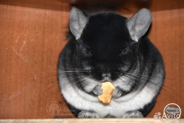 Шиншилла девочка черный бархат (меховой) 8 мес