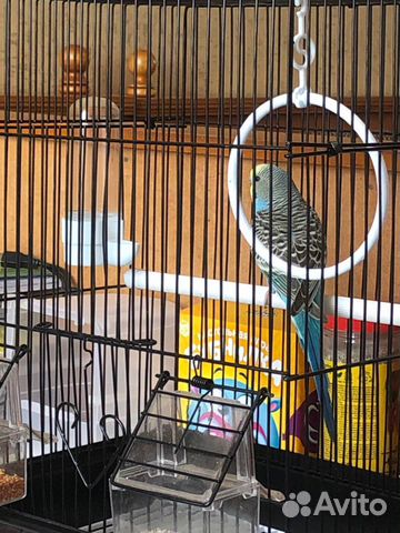 Волнистый попугай с клеткой