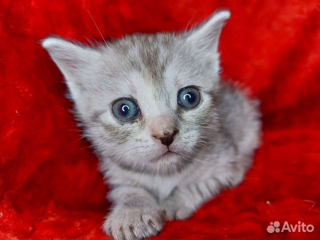 Котята в дар
