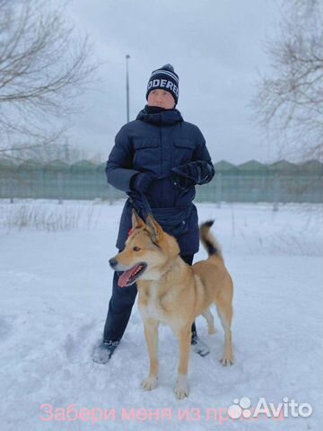 Джоник - чудо собака