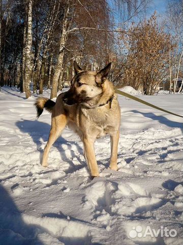 Собака в приюте болеет