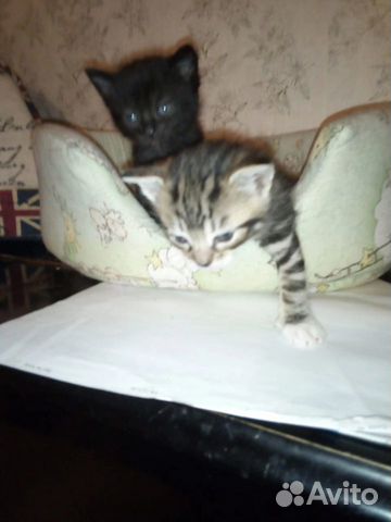 Отдам в добрые руки