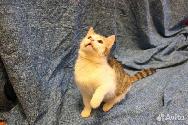 Трехцветный котёнок