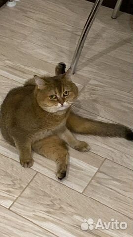 Британская золотая шиншилла