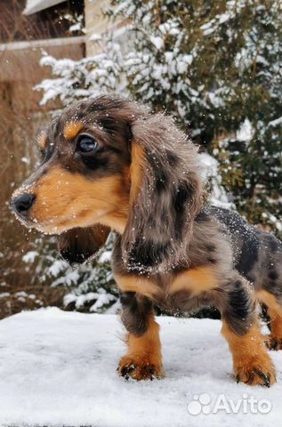 Девочка кроличья длинношерстная