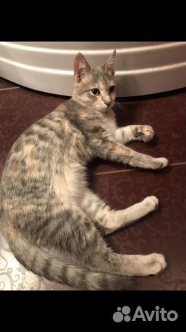 Котенок бесплатно