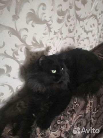 Сибирский русский кот