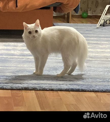 Нужен белый кот на вязку