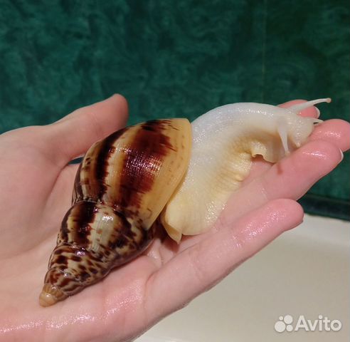 Улитки ахатины ретикулята Альбино боди