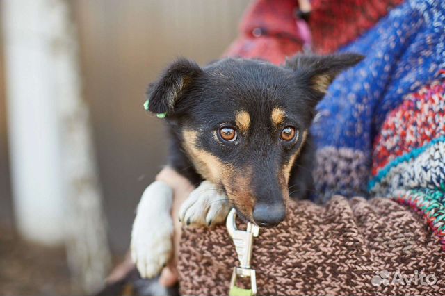 Маленькая собачка в добрые руки