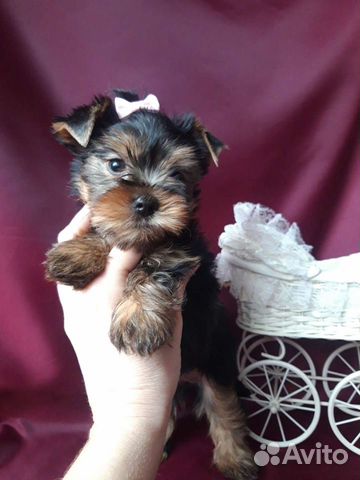 Девуличка Красотуличка