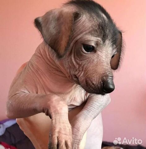 Мексиканская голая собака