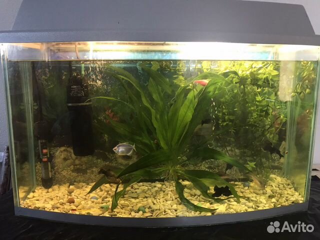 Аквариум 55литровый с рыбками