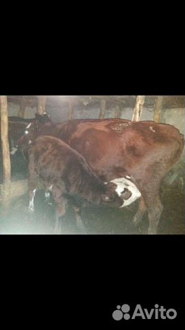 Корова с подсосным бычком