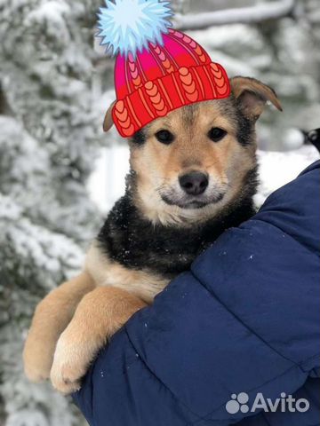 Щенок