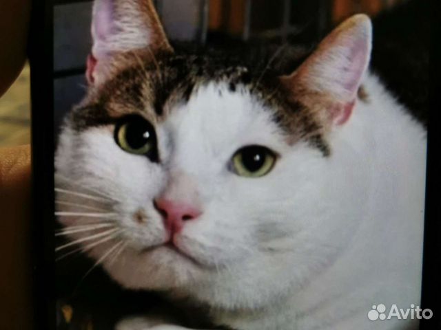 Кот Патрик в добрые руки