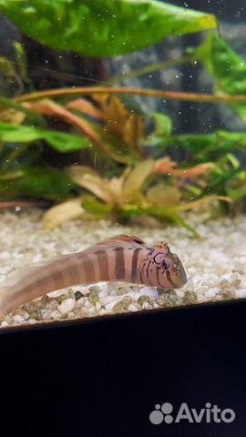 Полосатая собачка,аквариумная рыбка