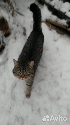 Котик Пухля