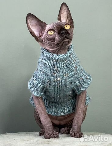 Черная кошка канадского сфинкса