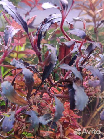 Буцефаландры