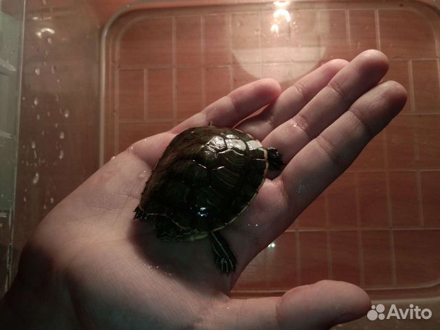 Красноухая с аквариумом