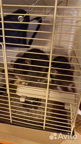 Крысы (2 мальчика)