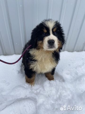 Бернский зенненхунд