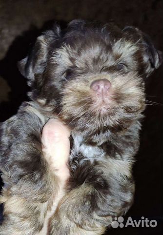 Шоколадный мачо