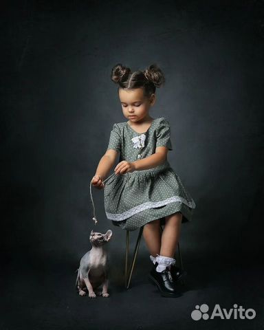 Канадский сфинкс эльф