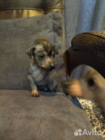 Мексиканская голая mini