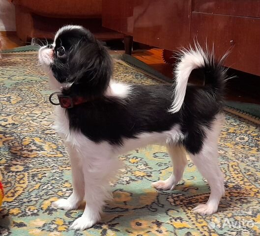 Щенок japan хин РКФ