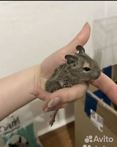 Дегу