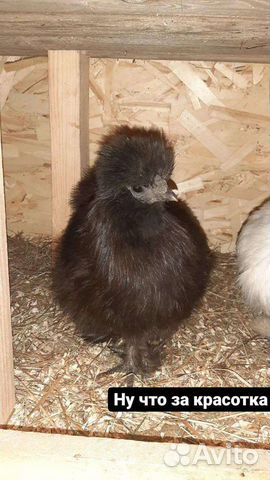 Китайские шелковые куры