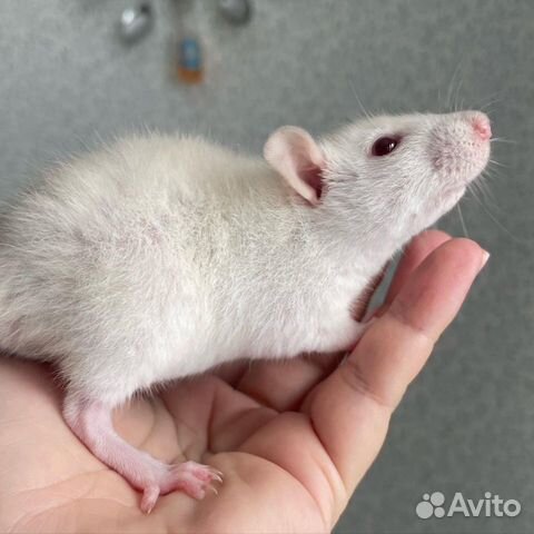 Крысята Гималайские Спб Девочки