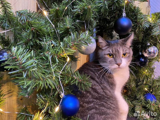 Ласковый молодой котик в добрые руки
